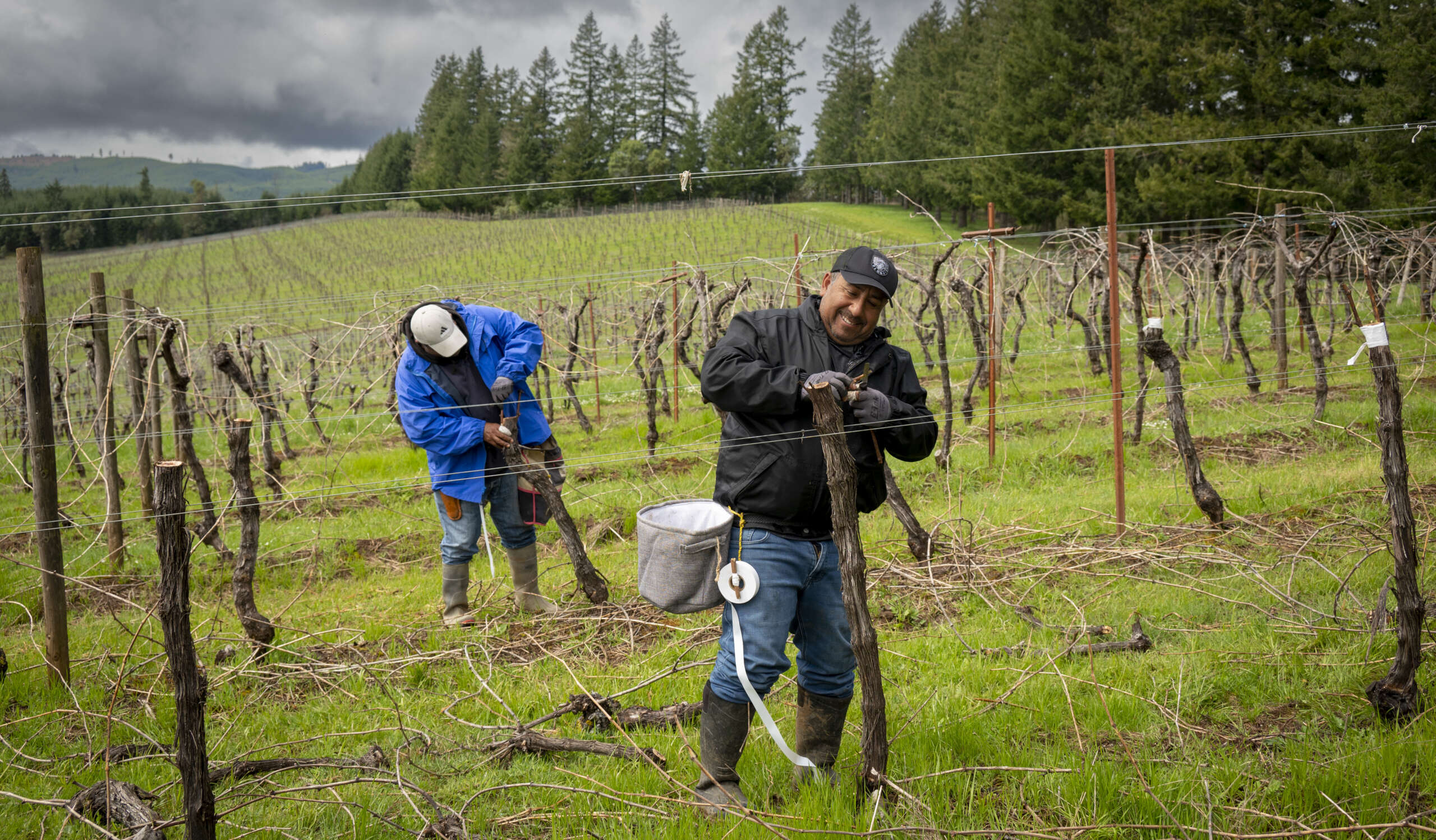 Grafting Vines at Pfeiffer Vineyard - King Estate Winery
