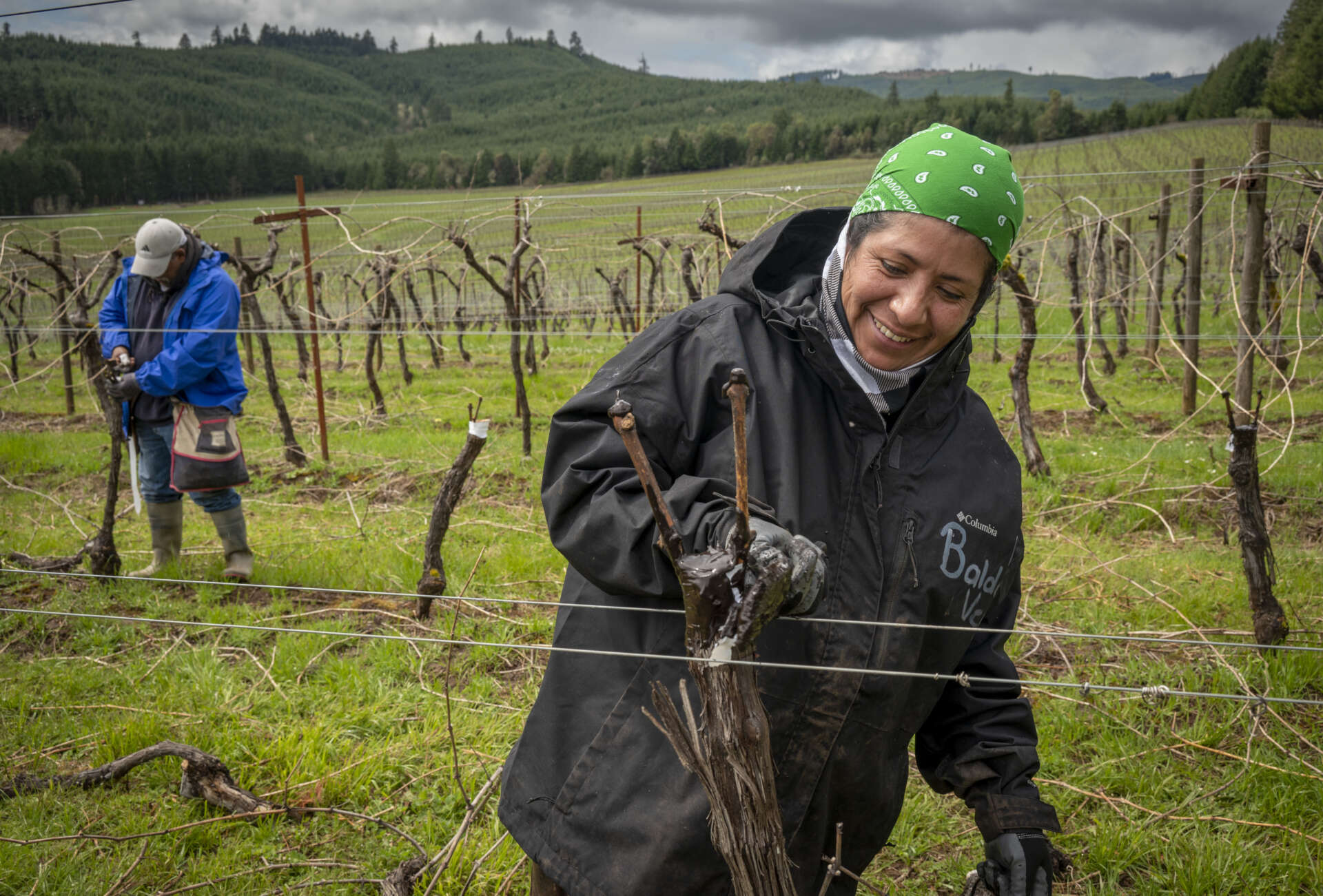 Grafting Vines at Pfeiffer Vineyard - King Estate Winery