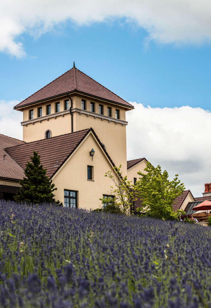 King Estate Winery Vineyard in Willamette Valley, Eugene, OR