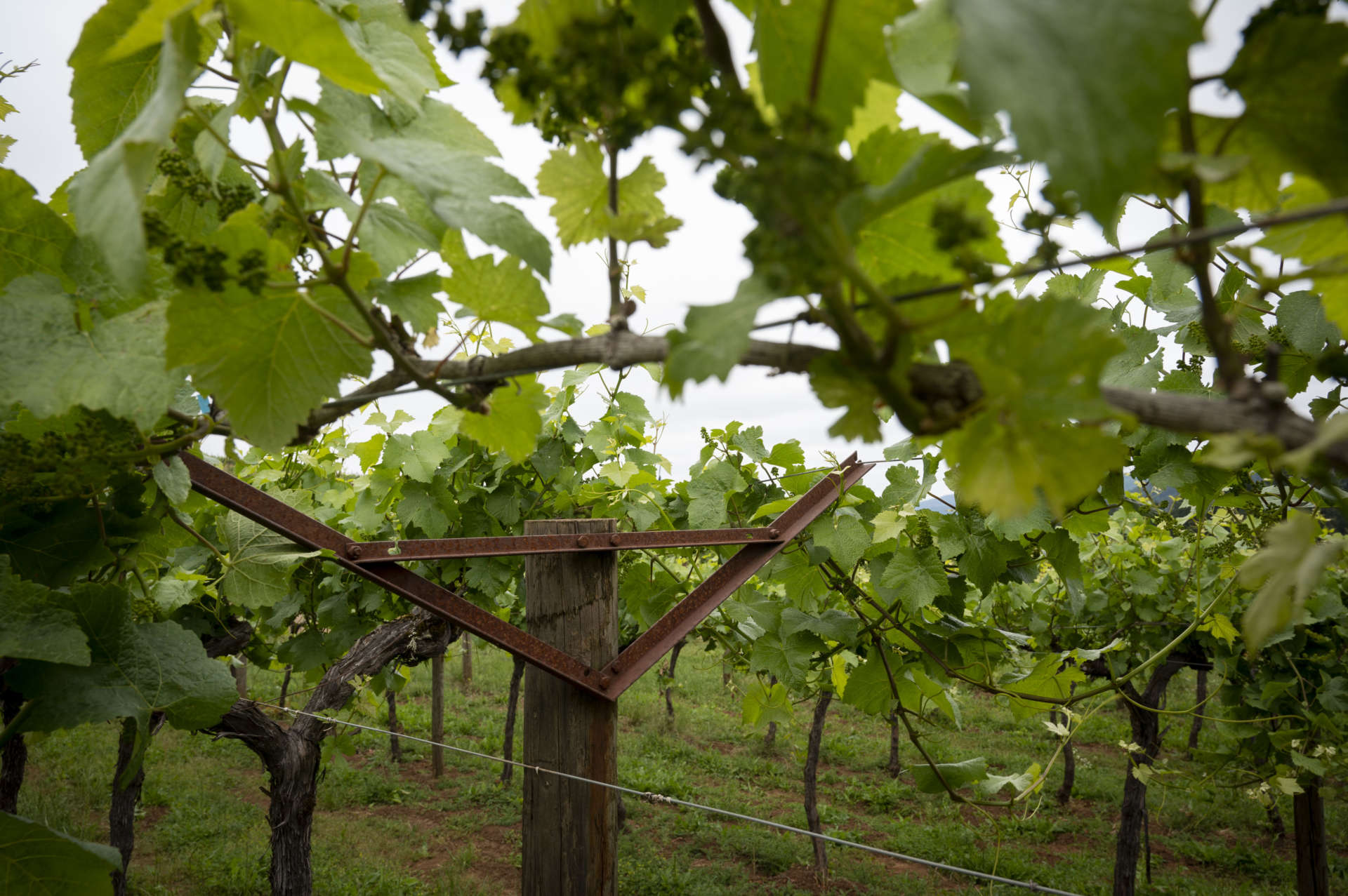Trellis Systems Play More Than a Supporting Role - King Estate Winery