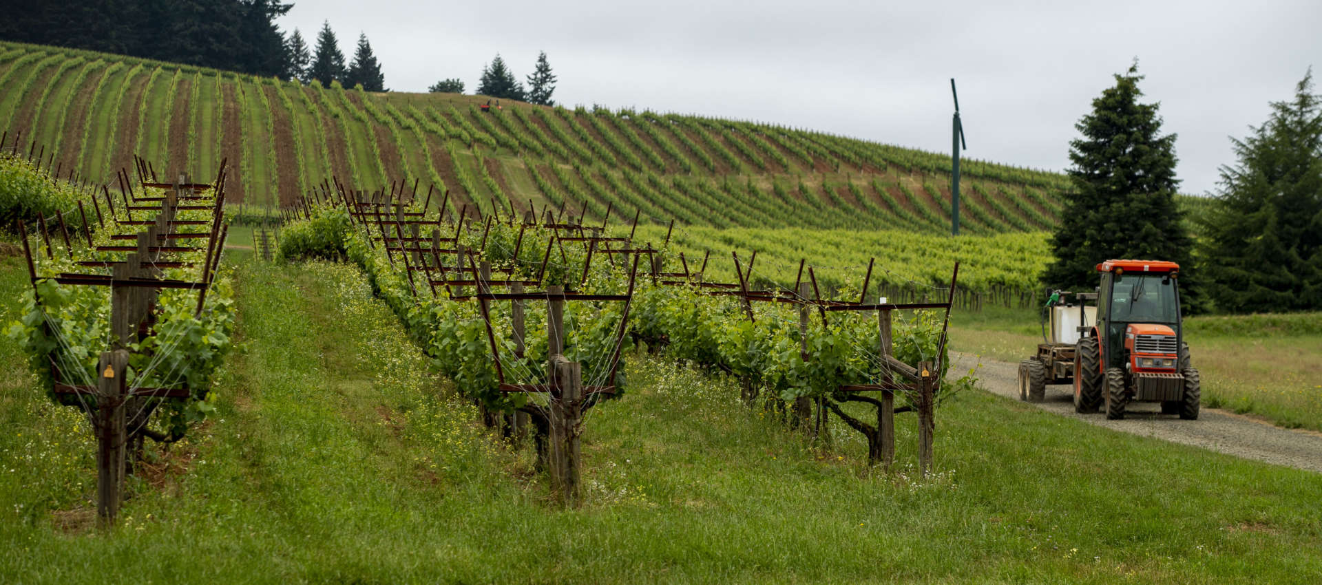 Trellis Systems Play More Than a Supporting Role - King Estate Winery