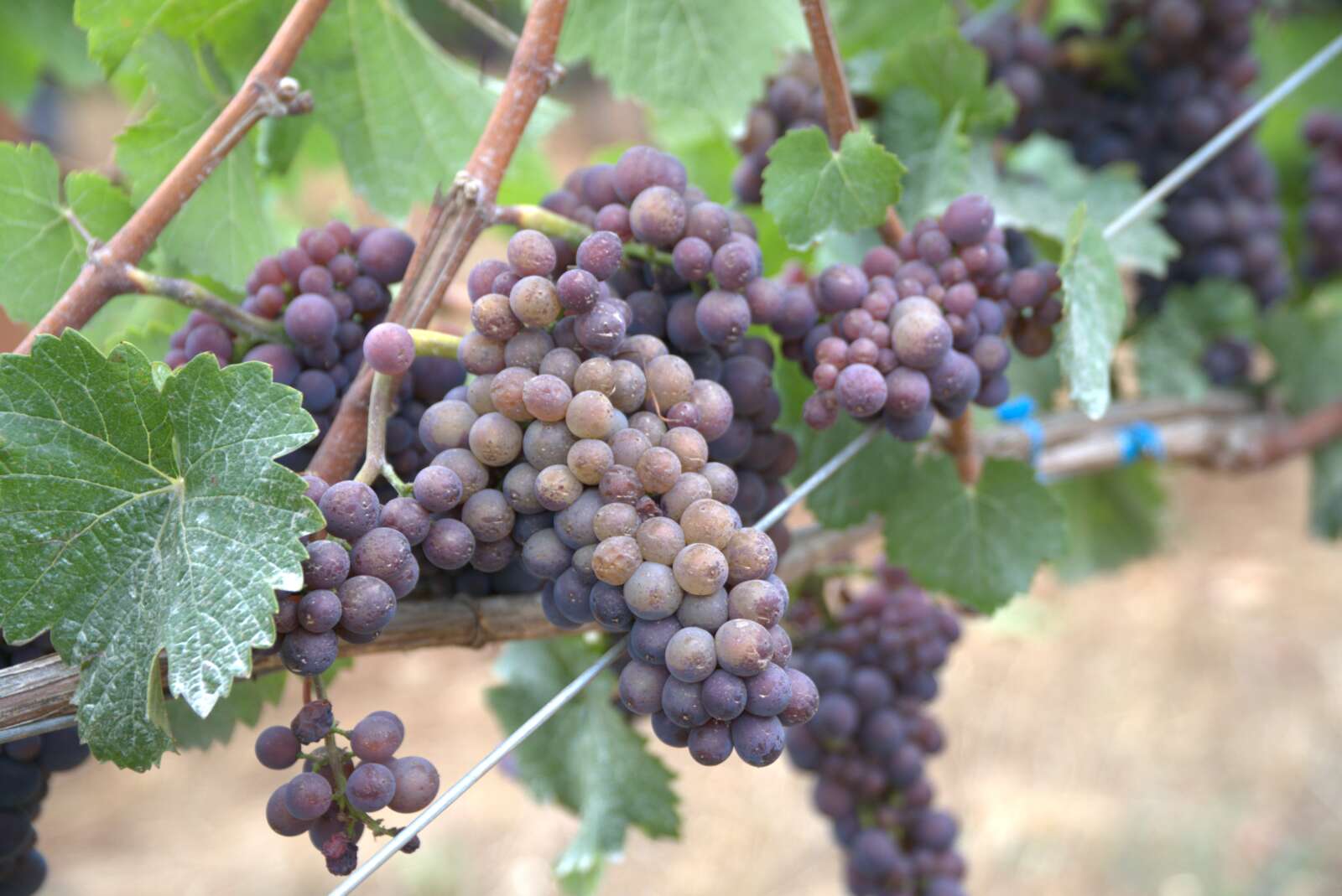 A Closer Look at Clones - Part 2 - King Estate Winery