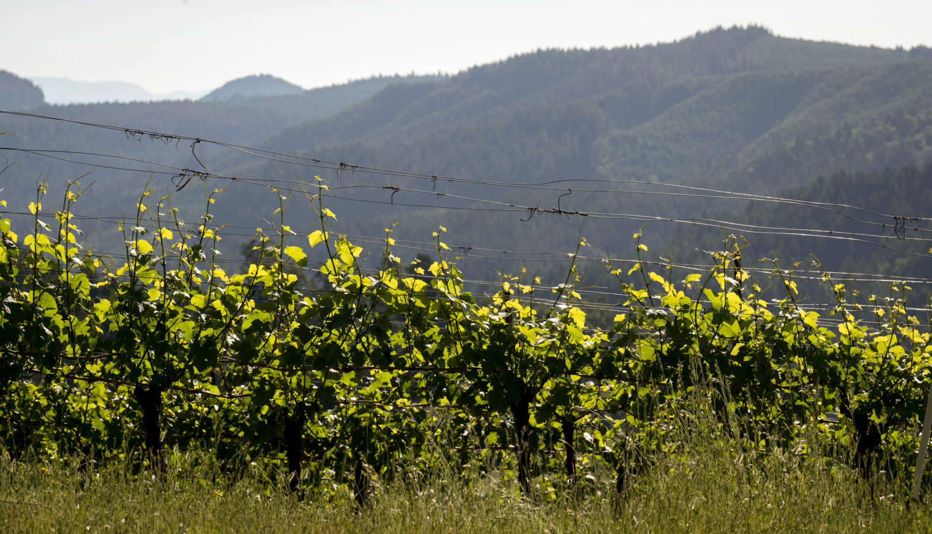 Trellis Systems Play More Than a Supporting Role - King Estate Winery
