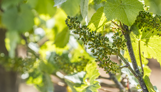 The Grape Bloom is Here | King Estate Winery