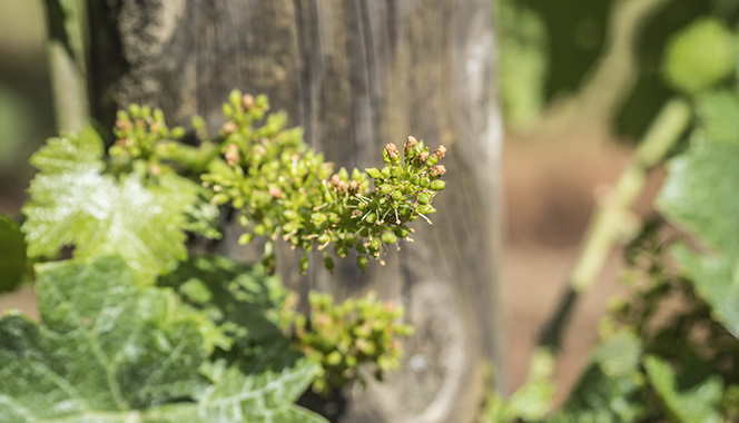 The Grape Bloom is Here | King Estate Winery