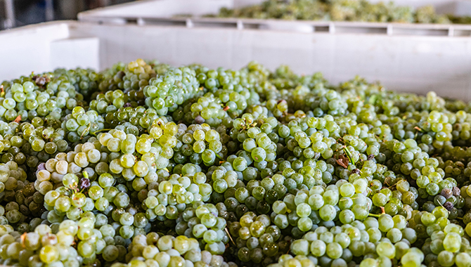 Wine Grading - Making the Grade | King Estate Winery