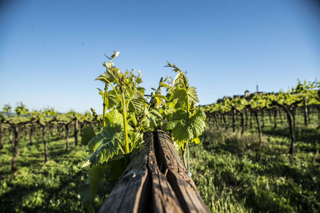 Anticipating Bloom in the Vineyard - King Estate Winery
